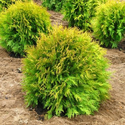 Thuja occidentalis (туя західна) 'Golden Globe' - Сад-Город