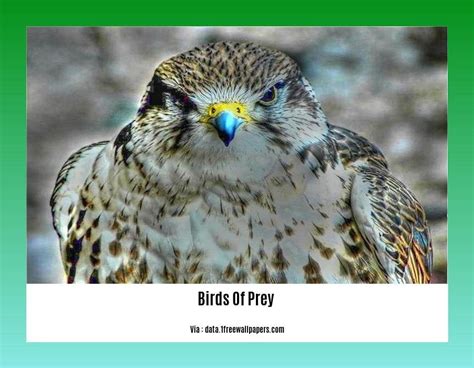 Fascinating Birds Of Prey Facts Unveiling The Majestic Hunters Of The