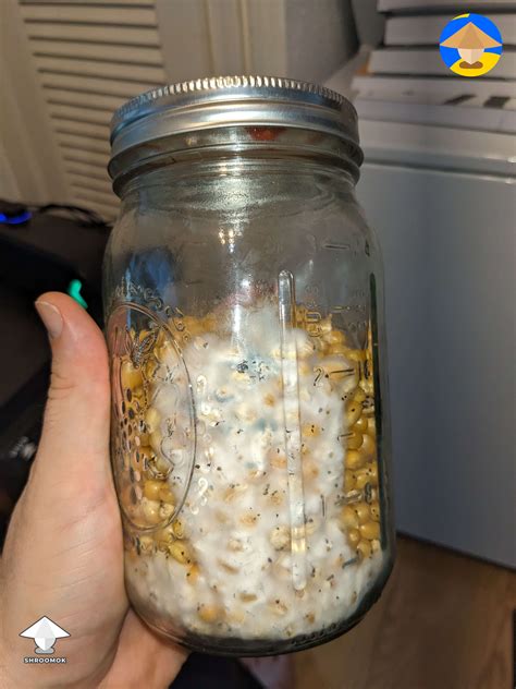 Early Trichoderma Green Mold Contamination Or Healthy