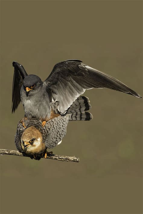 隼形目·隼科·隼属：红脚隼