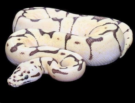 Fire Bee Ball Python 864x662 Wallpaper