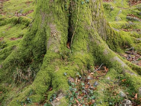 Premium Photo Moss Growing On Tree Trunk