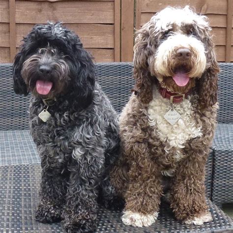 Rubycockapoo Youtube