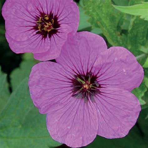 Geranium Psilostemon Pickmere Perennials