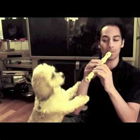 Robert Halley Youtube