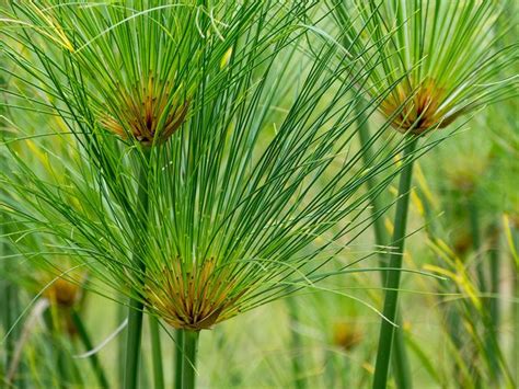Cyperus Papyrus Aquatic Flowering Plant Papyrus Plant Ancient Egypt