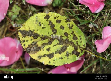 The Rose Black Spot Disease Caused By The Fungus Diplocarpon Rosae The