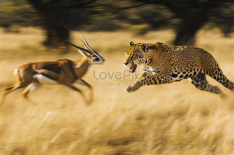 Leopard Chasing Antelope Picture And Hd Photos Free Download On Lovepik