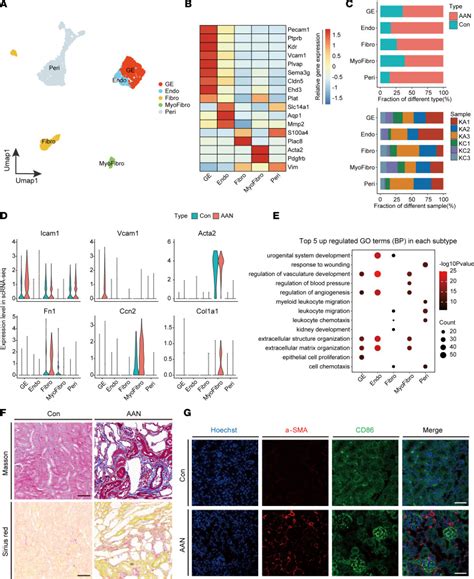 Integrated Single Cell Transcriptomics And Proteomics Reveal Cellular Specific Responses And
