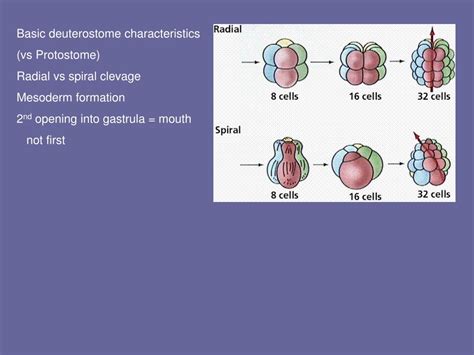 Ppt The Deuterostomes Powerpoint Presentation Free Download Id249783