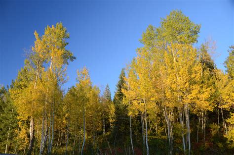 무료 이미지 경치 분기 목초지 햇빛 반사 자작 나무 풍경 알파인 화려한 노랑 시즌 이파리 그림 물감 산들 삼림지 서식지 그랜드 다 국립 공원