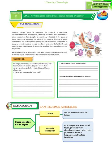 S 4 Actividades Los Tejidos Alumnos Pdf