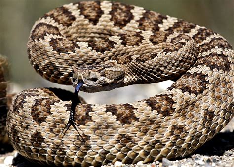 Western Rattlesnake Oregon Natural Desert Association