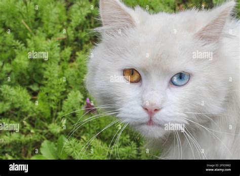 White Cat With Orange Eyes 6 Fun Facts About Orange Tabby Cats