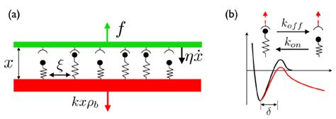 Schematic Illustration Of The Kinetic Model For Membrane Cortex Download Scientific Diagram