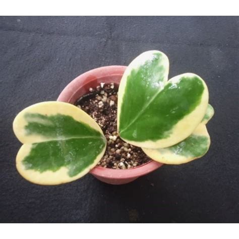 斑入り ハートホヤ 苗 多肉植物 ホヤハート 観葉園芸♡の通販 By ごはんs Shop｜ラクマ