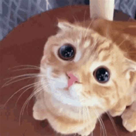 Cat  Cat Discover And Share S Cute Cat  Cat  Cats
