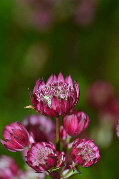 Astrantia Ruby Wedding Westcountry Nurseries
