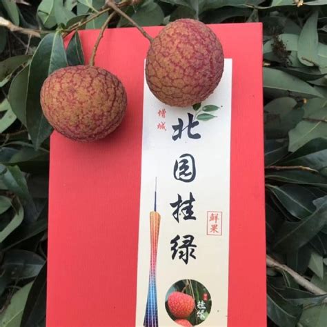挂绿荔枝多少钱一粒？ 惠农网