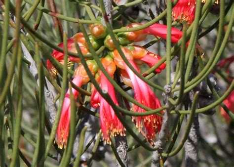 Western Australian Plants Myrtaceae