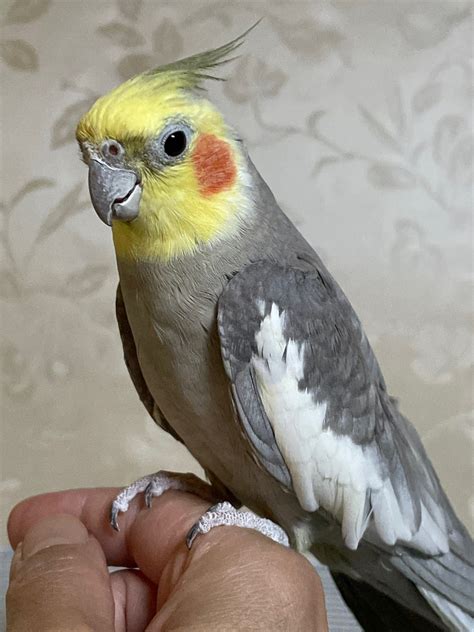 オカメインコの性別判定。習ってきた。 我が家のセキセイインコ、オカメインコ達の飼育、飼い方体験談