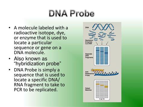 What Is A Dna Probe Test At Sherry Starks Blog