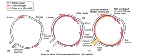 Orbits Eyes Flashcards Quizlet