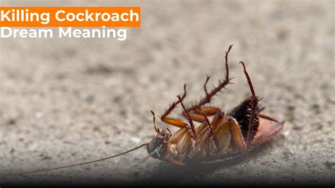 367 Killing Cockroach In Dream Meaning Everything You Need To Know For 2025