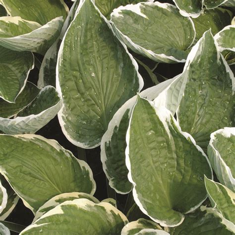 Hosta Francee