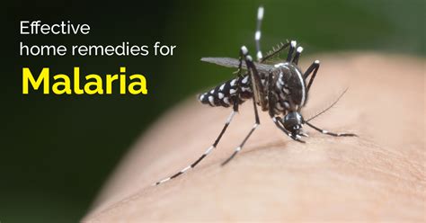 Effective Home Remedies To Fight Malaria