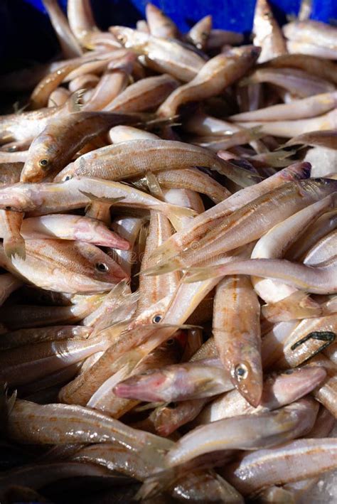 Fresh Small Sea Whiting Fish Stock Image Image Of Fish Cuisine