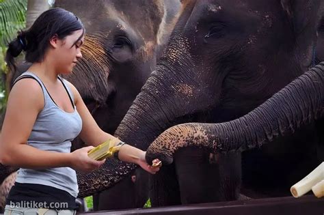 Hand Washing The Elephant Bali