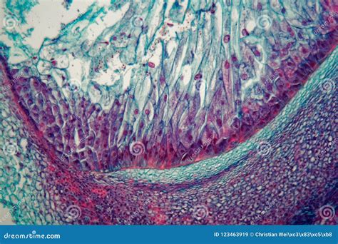 Cross Section Through Cells Of A Seedling From A Maize Plant Under The