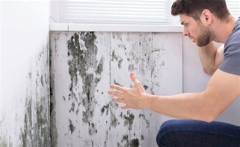 Cómo Limpiar Una Pared Con Humedad Antes De Pintar ️