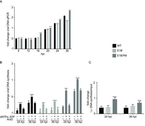 E1b 55k Is A Phosphorylation Dependent Transcriptional And