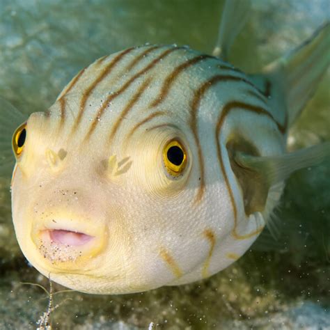 Arothron Manilensis — Coralultra