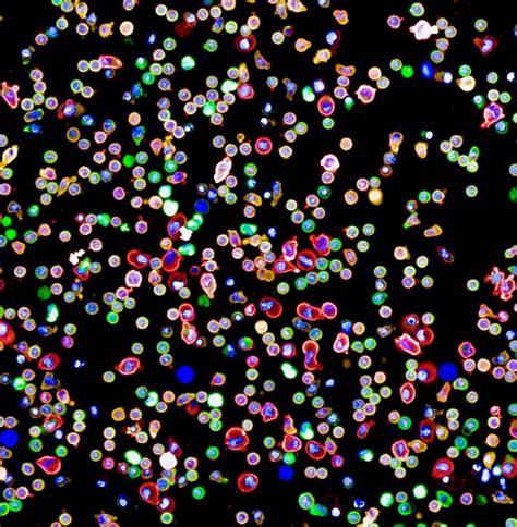 Immune Cells A Picture Worth A Thousand Words Department Of Biology Eth Zurich