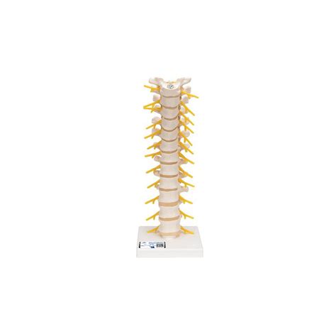 3b Scientific Thoracic Spinal Column Model Medi Shopgr