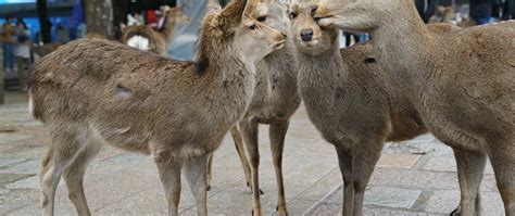 Practical Applications Of Protocols In Python Dev Community