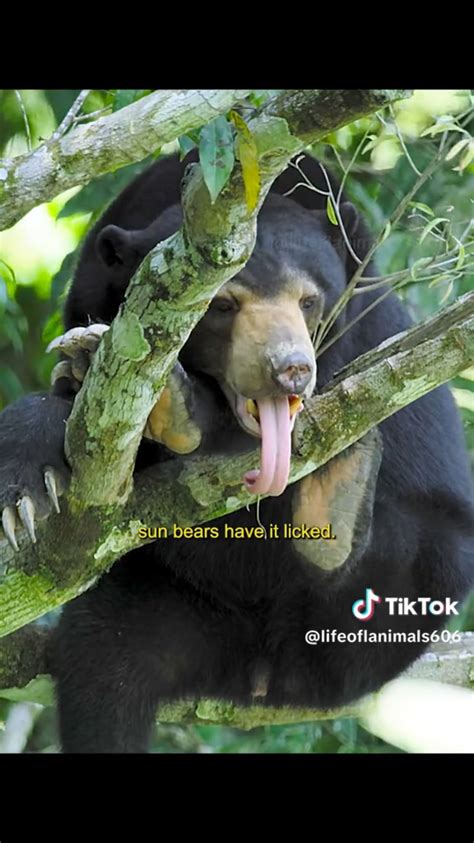 The Worlds Smallest Bear Looking For Canopy Sweets Rinterestingasfuck