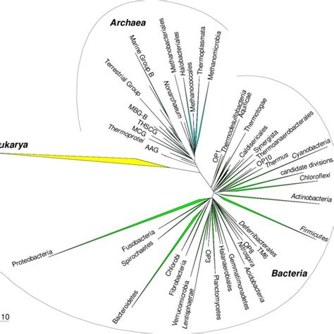 Phylogenetic Tree Showing The Three Domains Of Life Archaea Bacteria