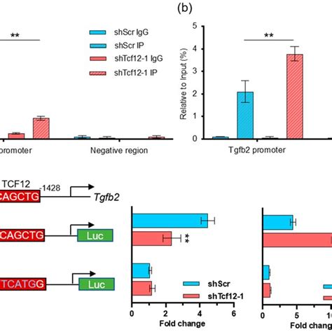 Tcf12 Directly Binds To And Activates The Tgfb2 Promoter A Chromatin