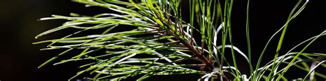 Conventional Pine Seeding Technology Arborgen Australia And New Zealand