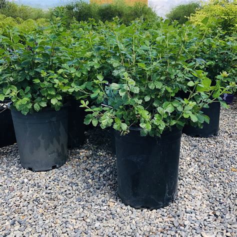 Gro Low Sumac Southern Idaho Landscape Center