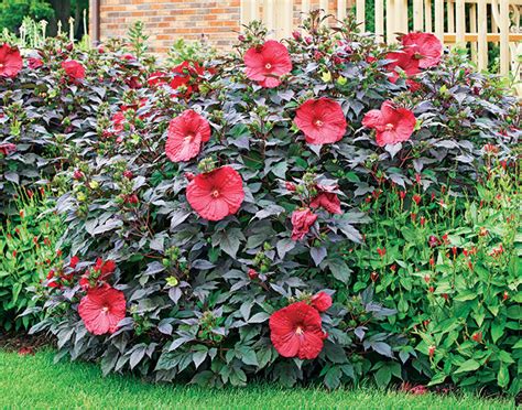 Hardy Hibiscus Plants Perennial Hibiscus Flowers For Temperate Gardens