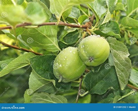 Fruit Vert De Deux Petit Pommes Photo Stock Image Du Arrêter