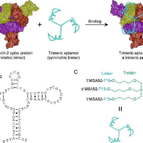 Clinical Evaluation Of The Trimeric Aptamer Assay A Schematic