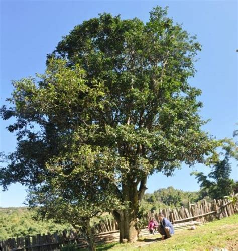 高茶树图片卡通图片大山谷图库