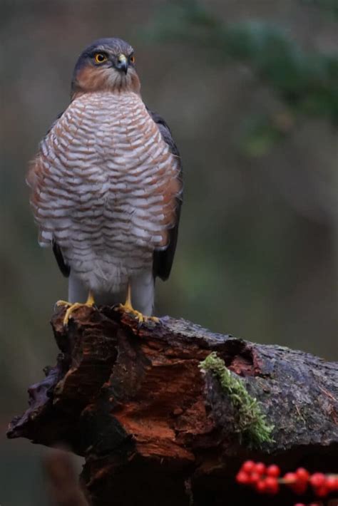 Vogelfotografie Tips Voor Het Vastleggen Van Het Broedseizoen