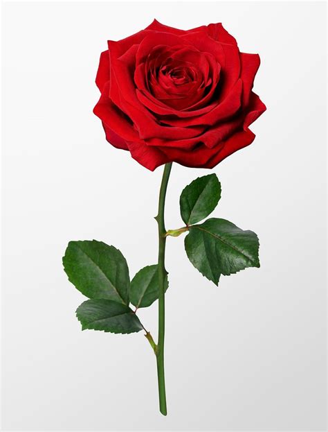 Red Rose Images Free Hd Backgrounds Pngs Vector Graphics 59 Off